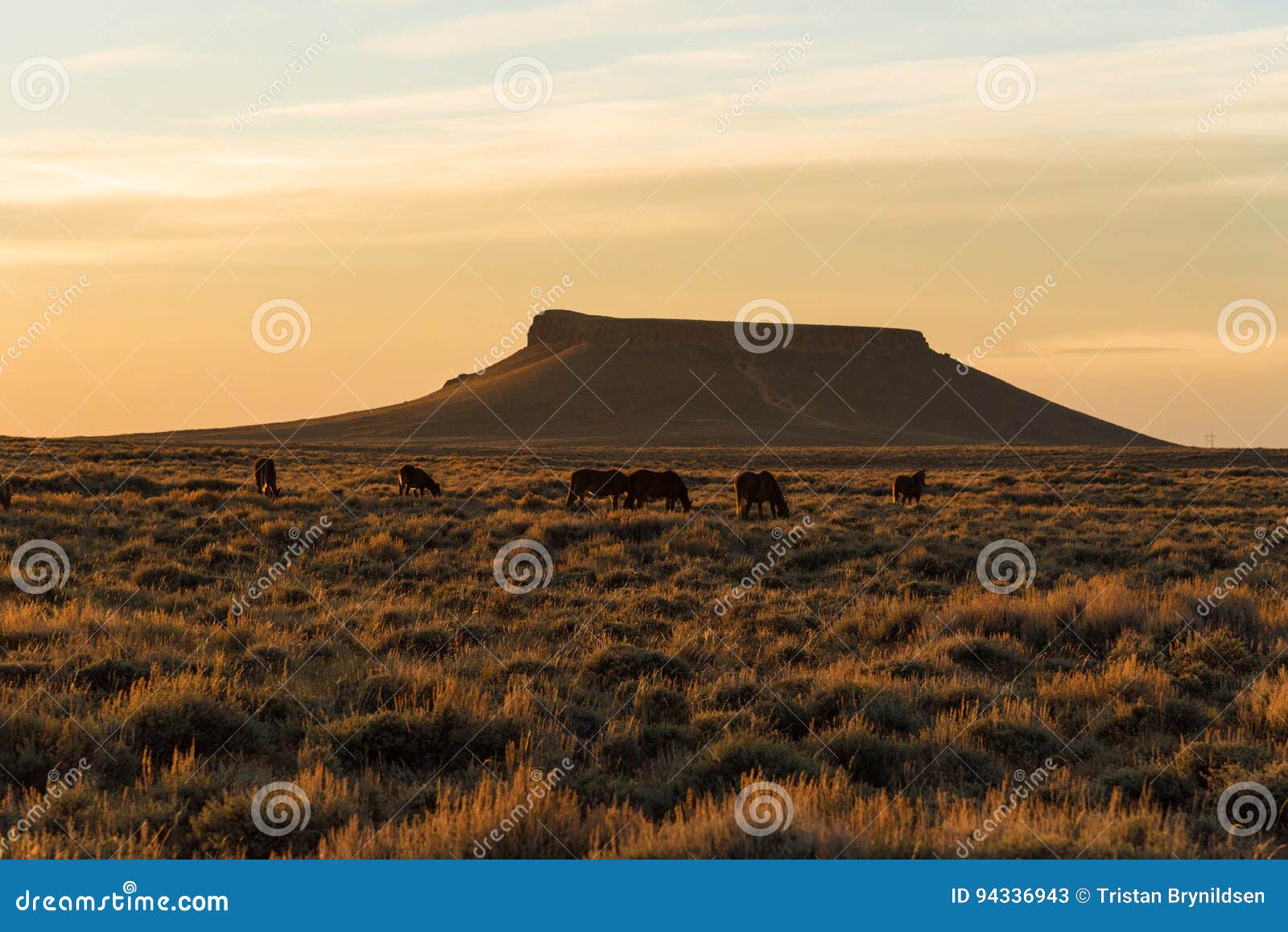 Pilot Butte, Wyoming stock image. Image of wild, stallion - 94336943
