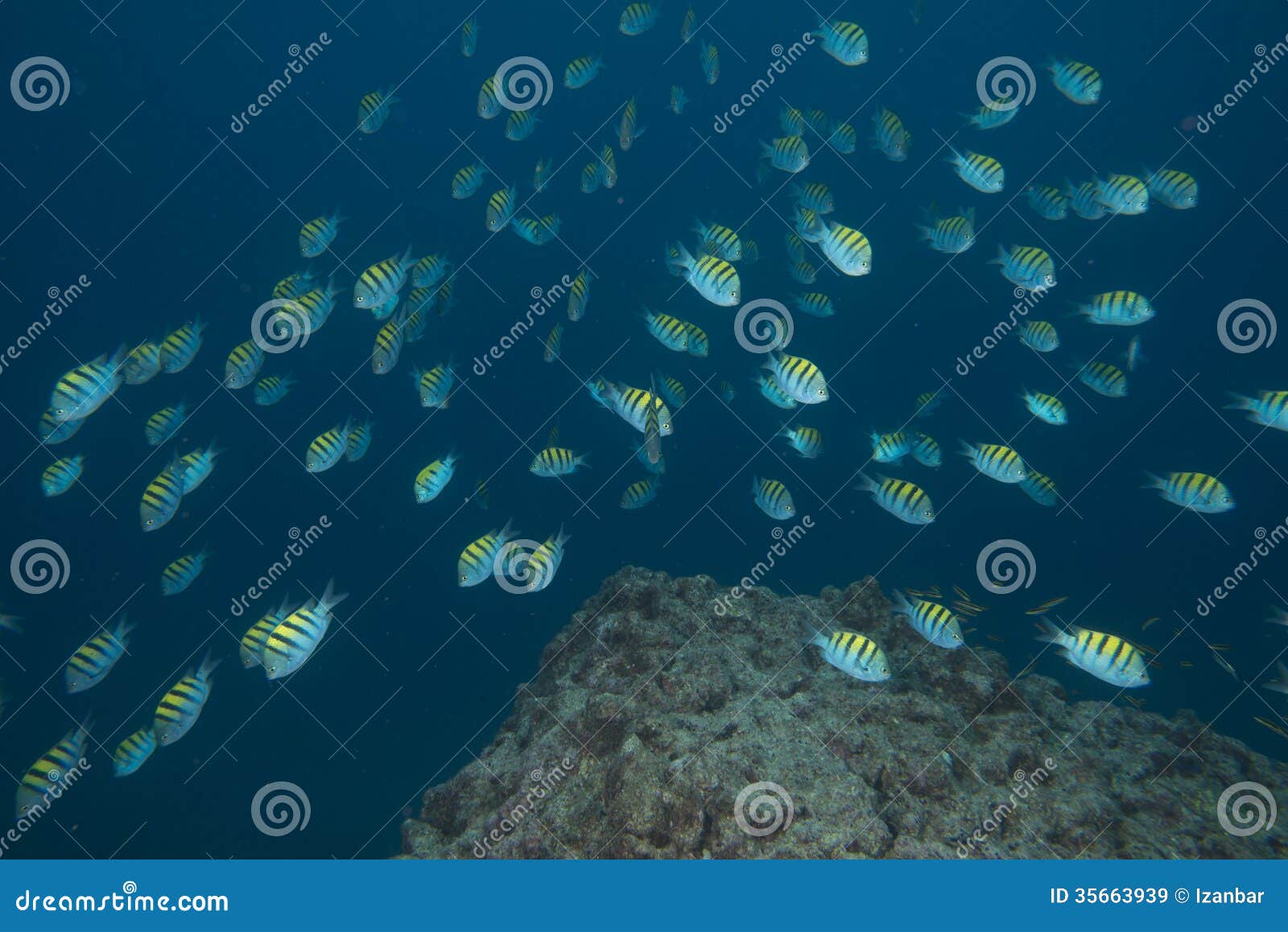 Pilot fish while diving stock image. Image of gold, stripes - 35663939
