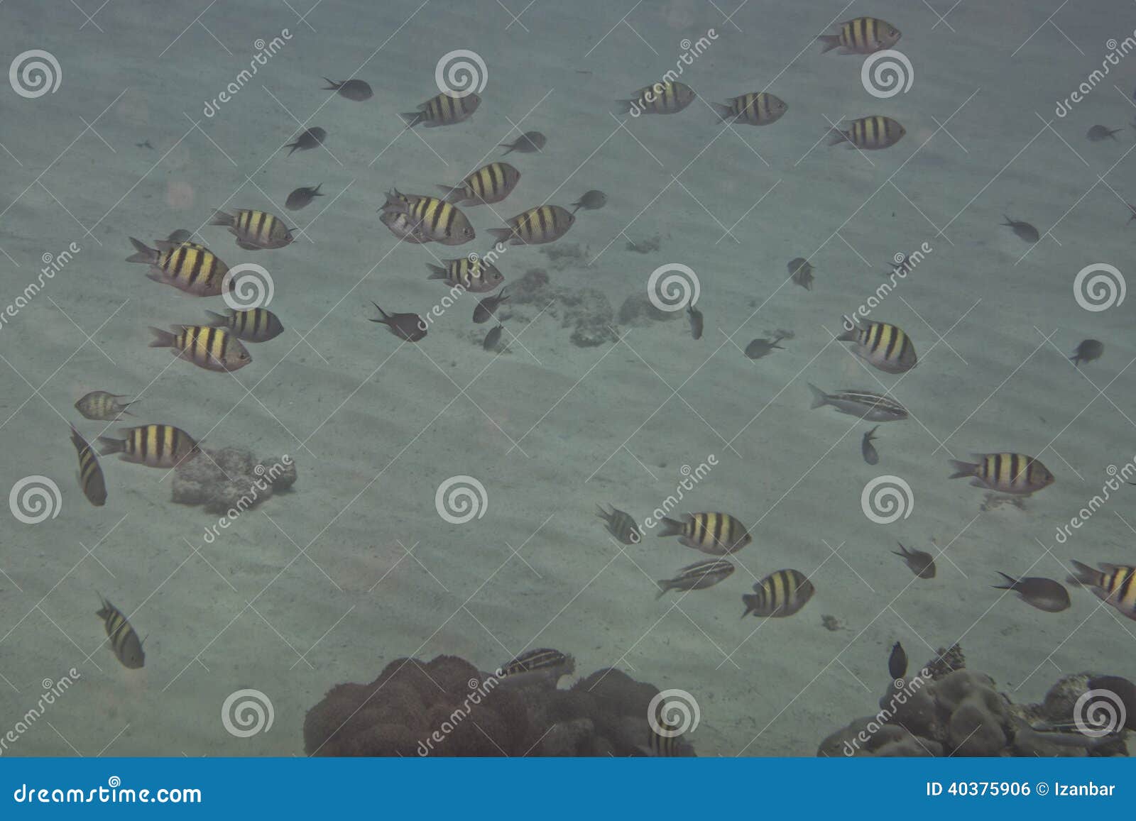 Pilot fish stock photo. Image of pilot, tropical, background - 40375906