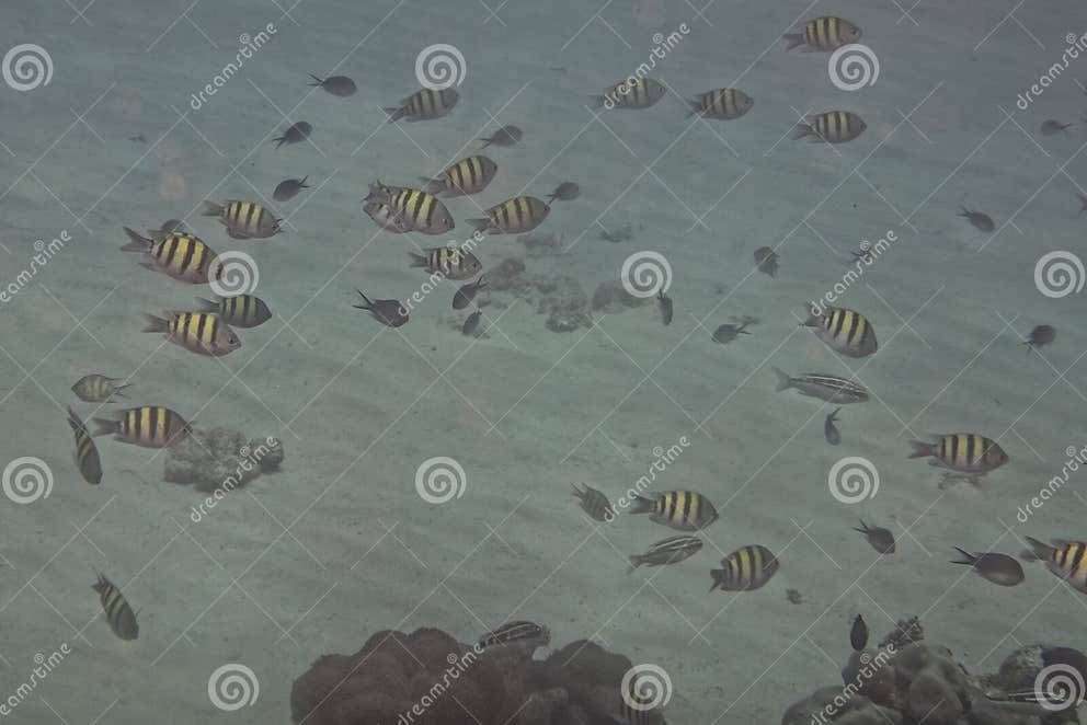 Pilot fish stock photo. Image of pilot, tropical, background - 40375906