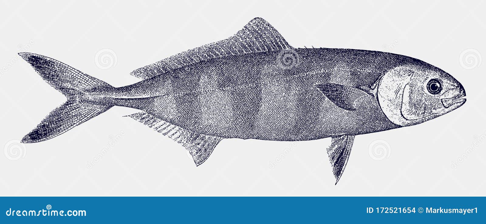 Pilot fish in side view stock vector. Illustration of ductor - 172521654