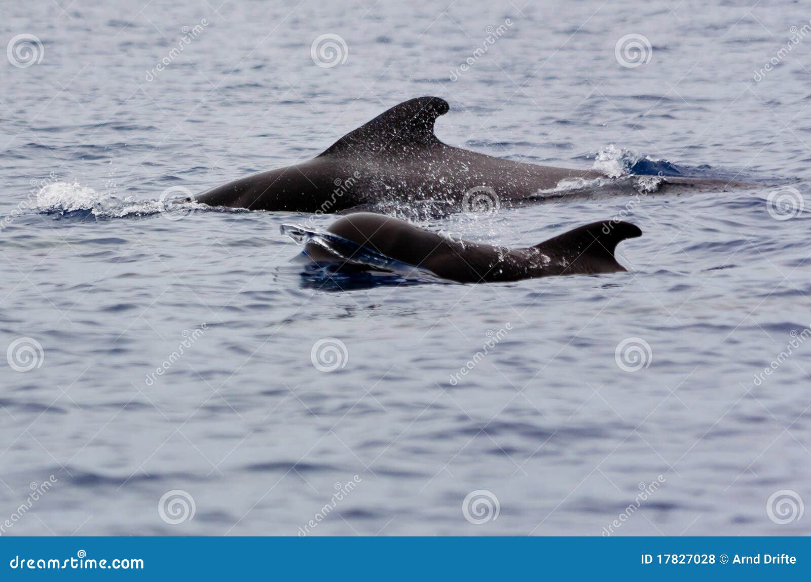 Pilot whale stock photo. Image of whale, pilot, ocean - 17827028