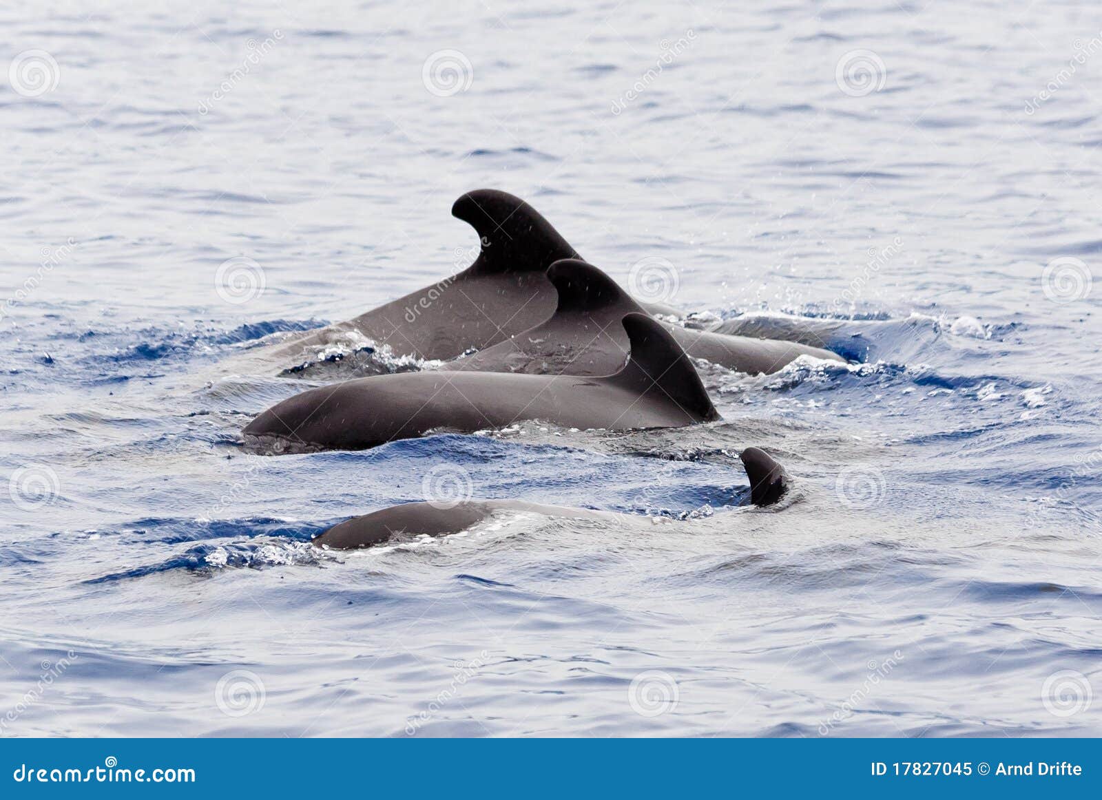 Pilot whale stock image. Image of intelligent, mammals - 17827045