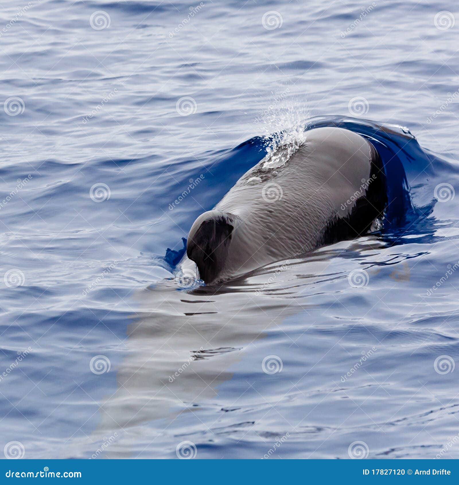 Pilot whale stock photo. Image of world, atlantic, intelligent - 17827120