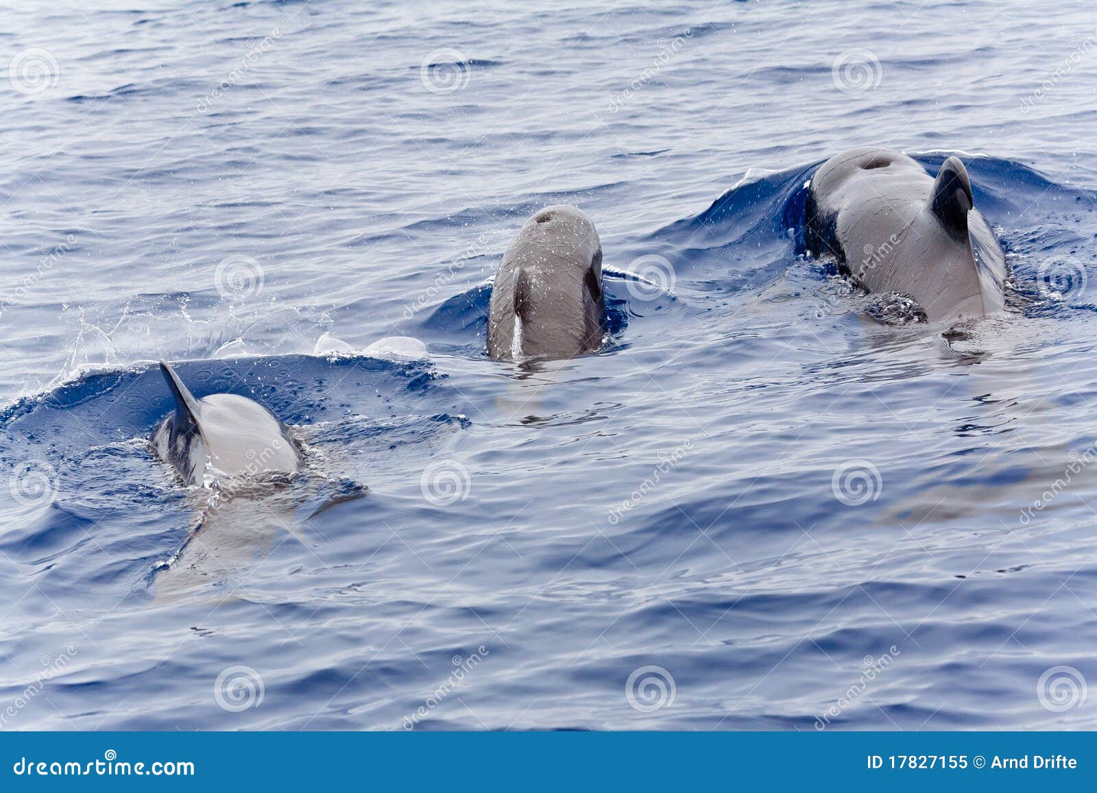 Pilot whale stock image. Image of mammals, madeira, whales - 17827155