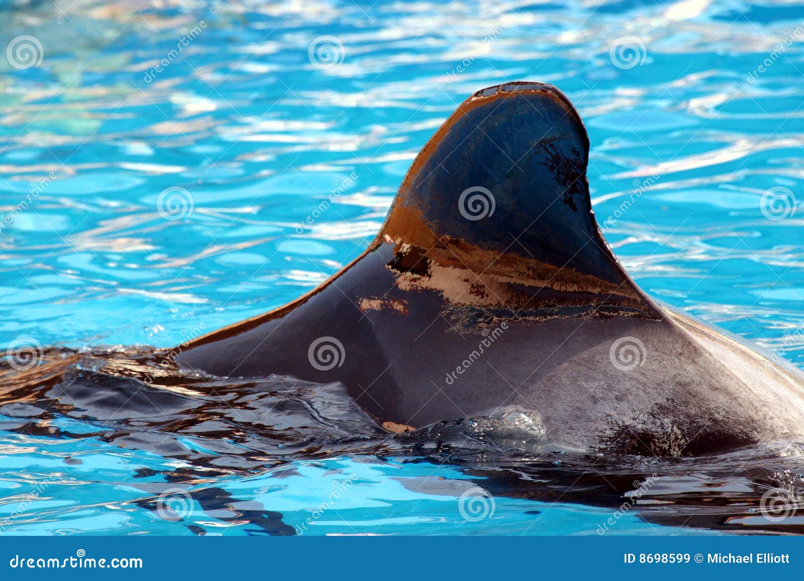 Pilot Whale Fin stock image. Image of dive, diving, wave - 8698599