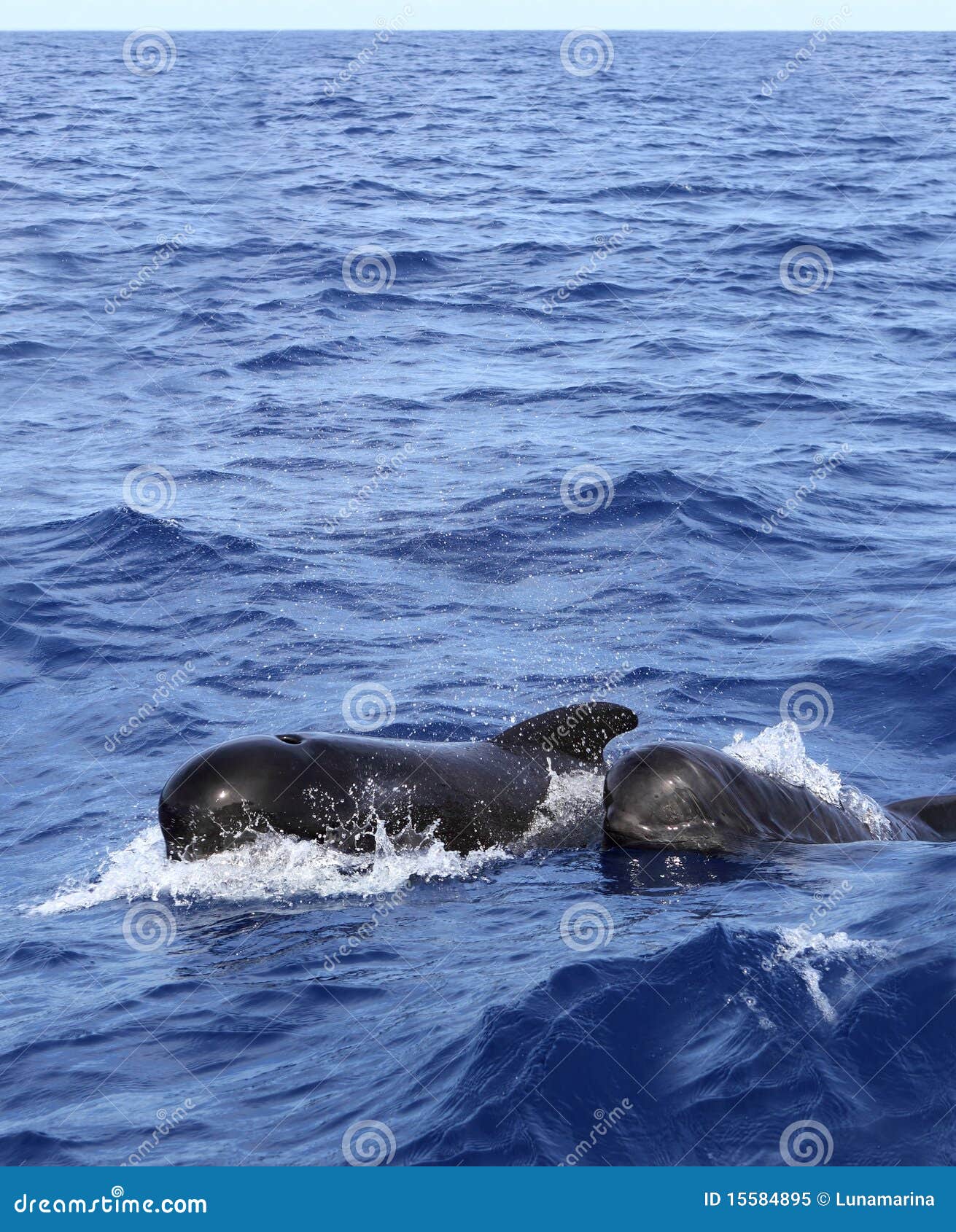 Pilot Whales Free with Baby in Mediterranean Stock Image - Image of ...