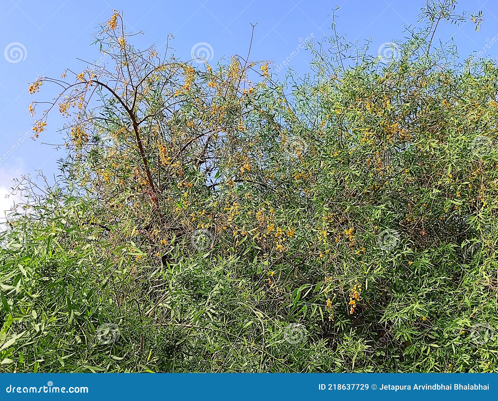 Pilu Tree Fruits stock image. Image of wildflower, blossom - 218637729