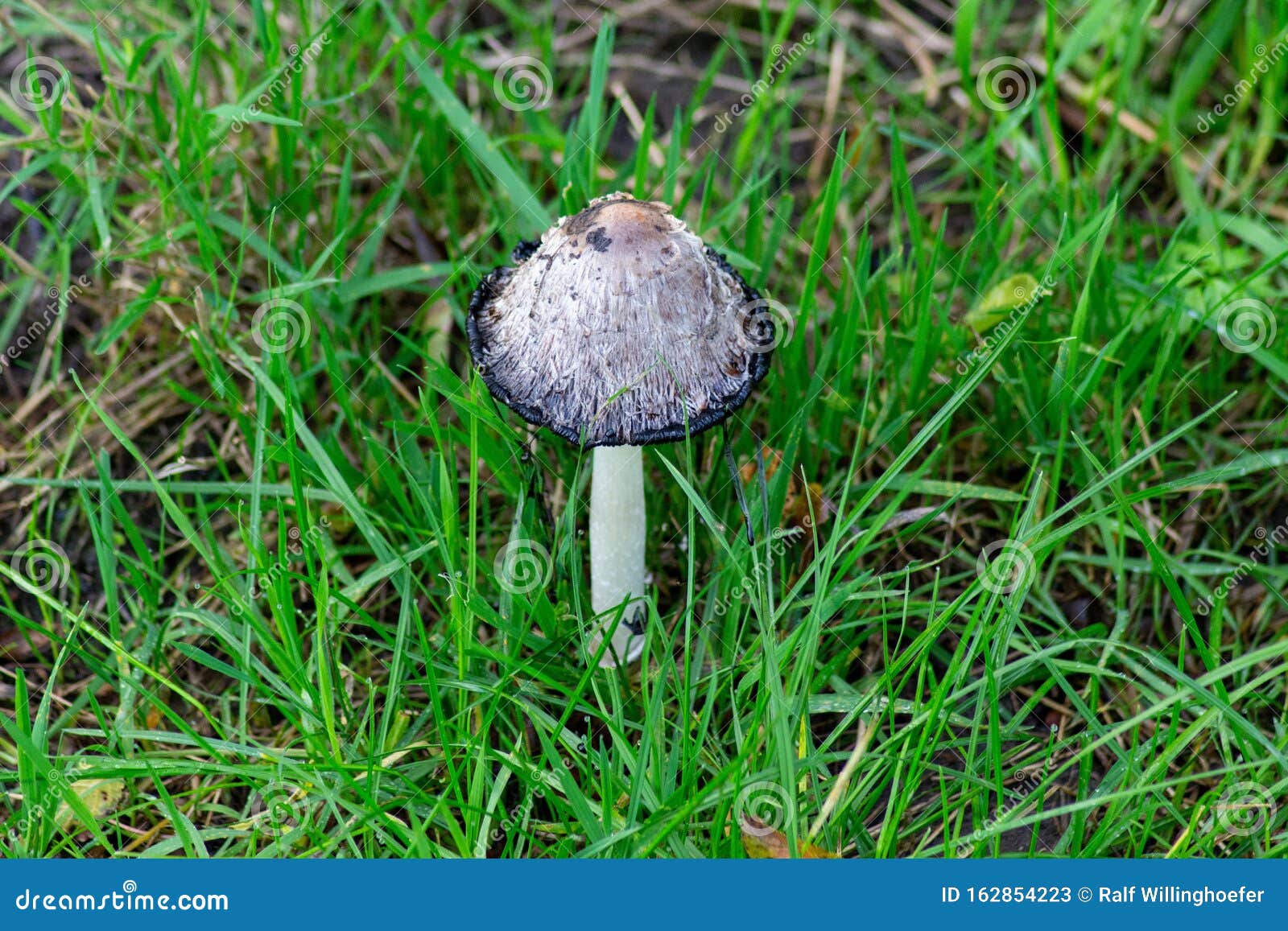 Pilz imagen de archivo. Imagen de cubo, seta - 162854223