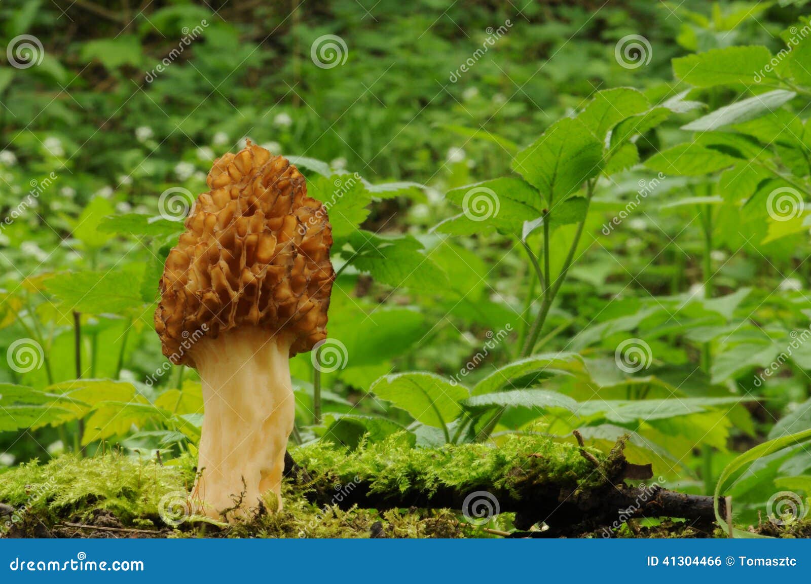 Pilz Der Allgemeinen Morchel (Morchella Essbar) Stockfoto - Bild von ...
