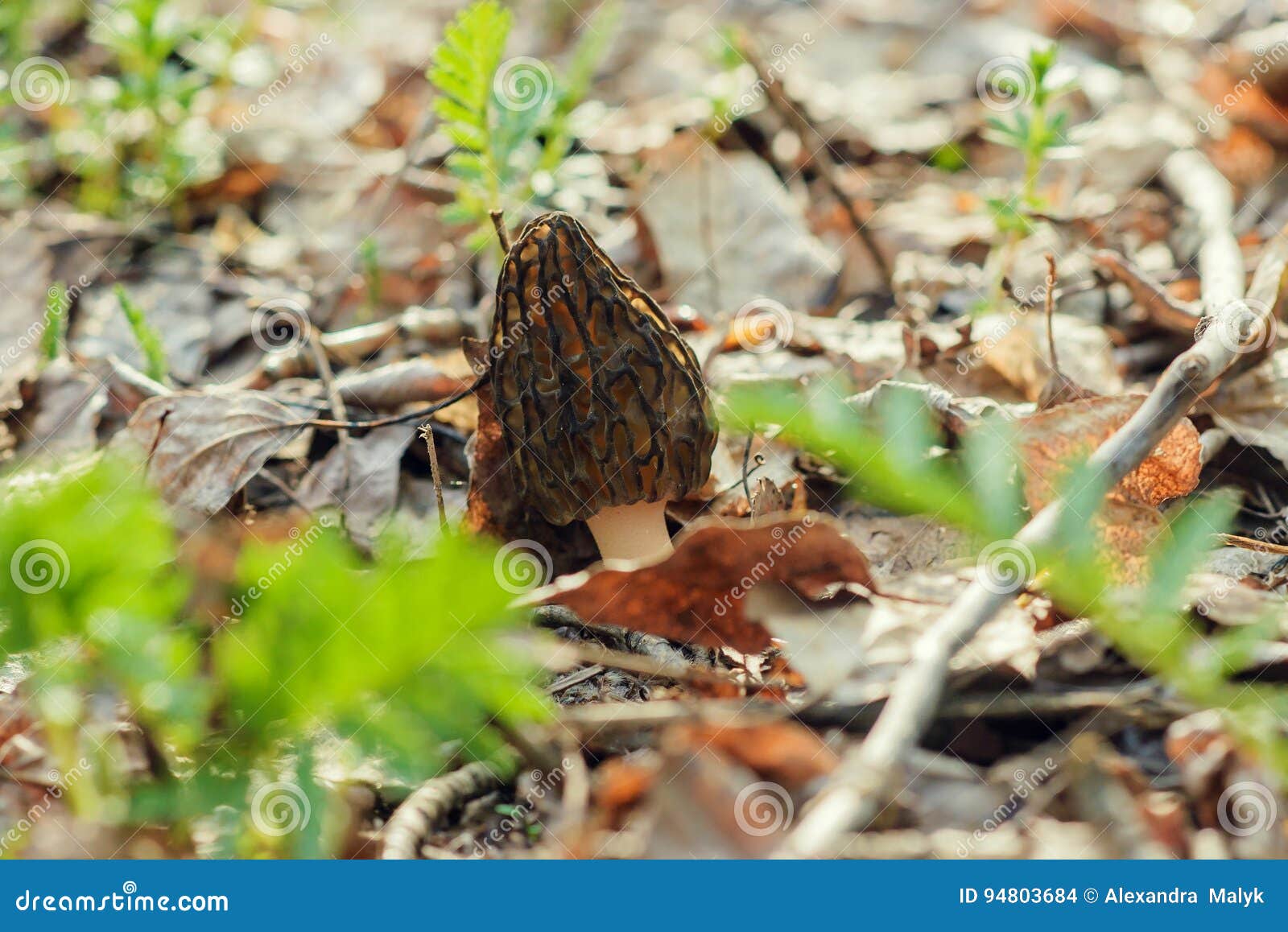 Pilz Der Allgemeinen Morchel (Morchella Essbar) Stockfoto - Bild von ...