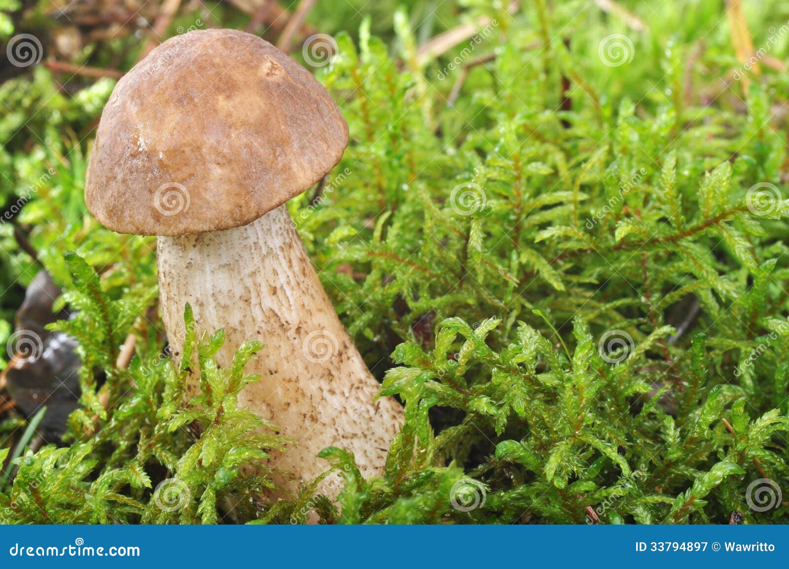 Pilz im Moos stockbild. Bild von pilze, moos, essbar - 33794897