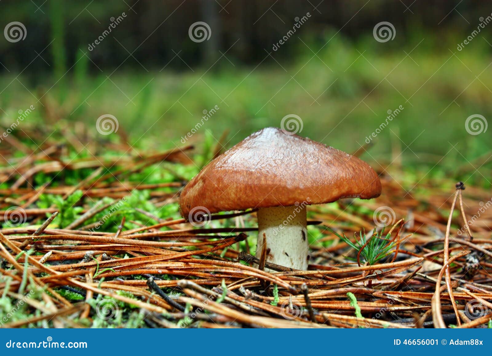 Pilz Suillus luteus stockbild. Bild von pilz, grün, frische - 46656001