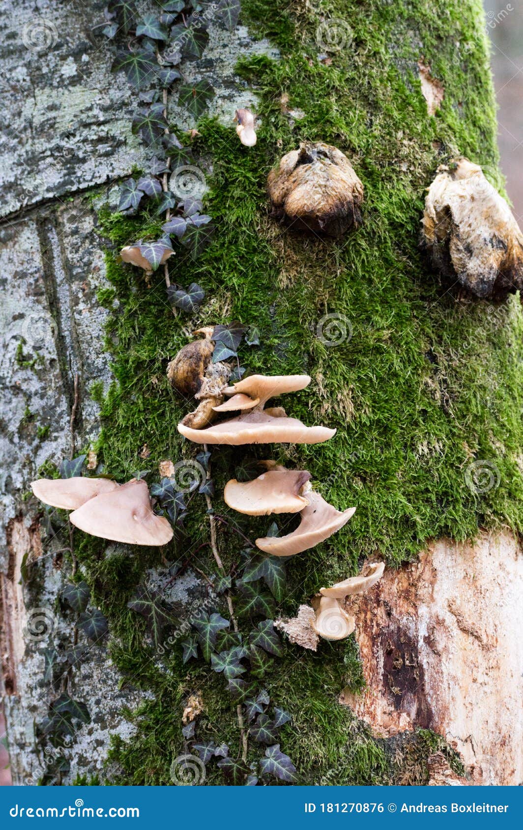 Pilz und Moos auf Baum stockfoto. Bild von fallen, nahrung - 181270876