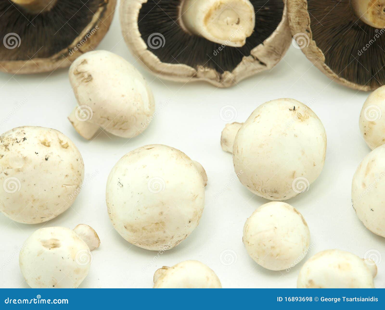 Pilze stockfoto. Bild von pilz, pilze, gift, mahlzeit - 16893698