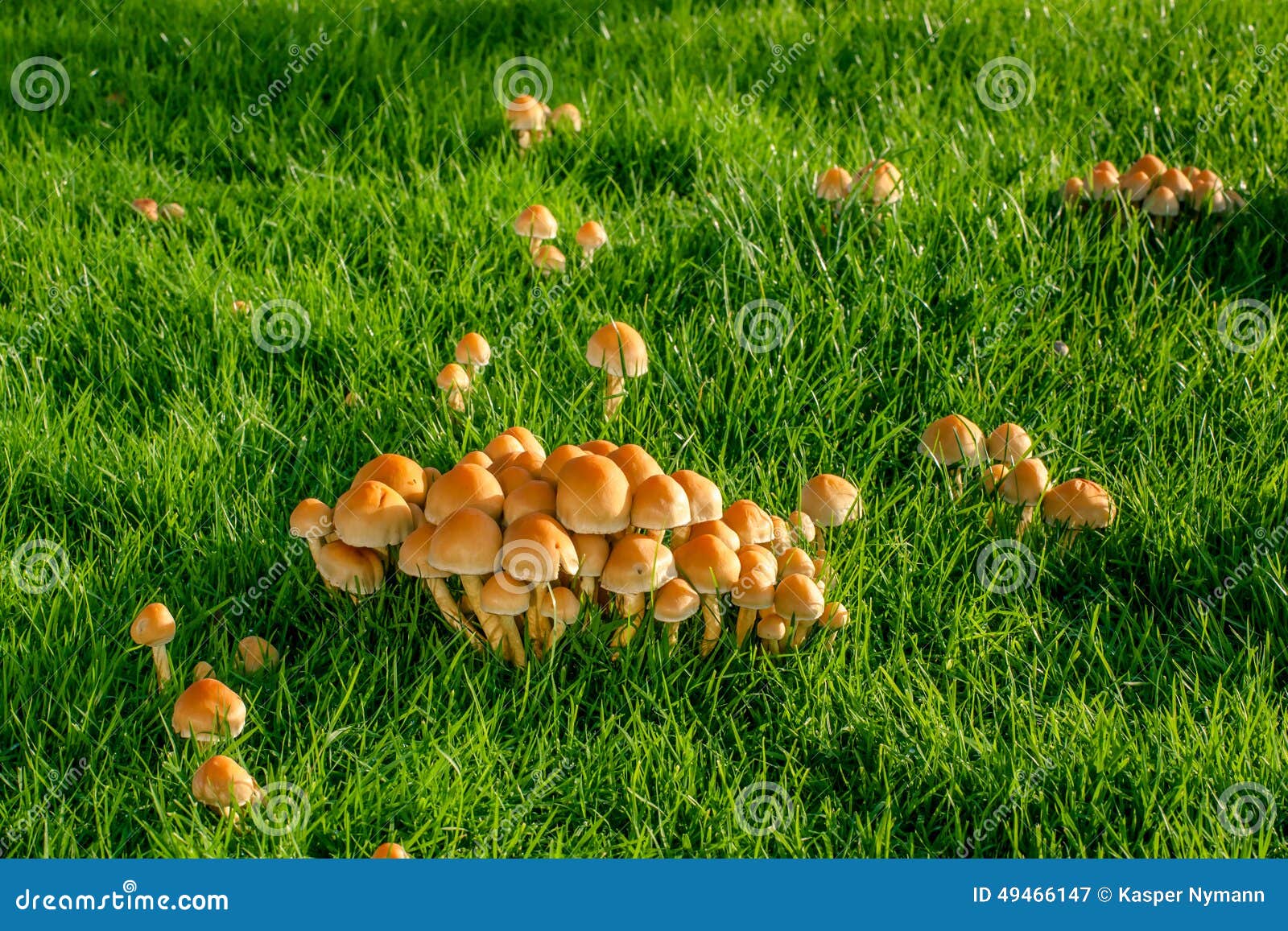 Pilze auf einem Rasen stockbild. Bild von organisch, saisonal - 49466147