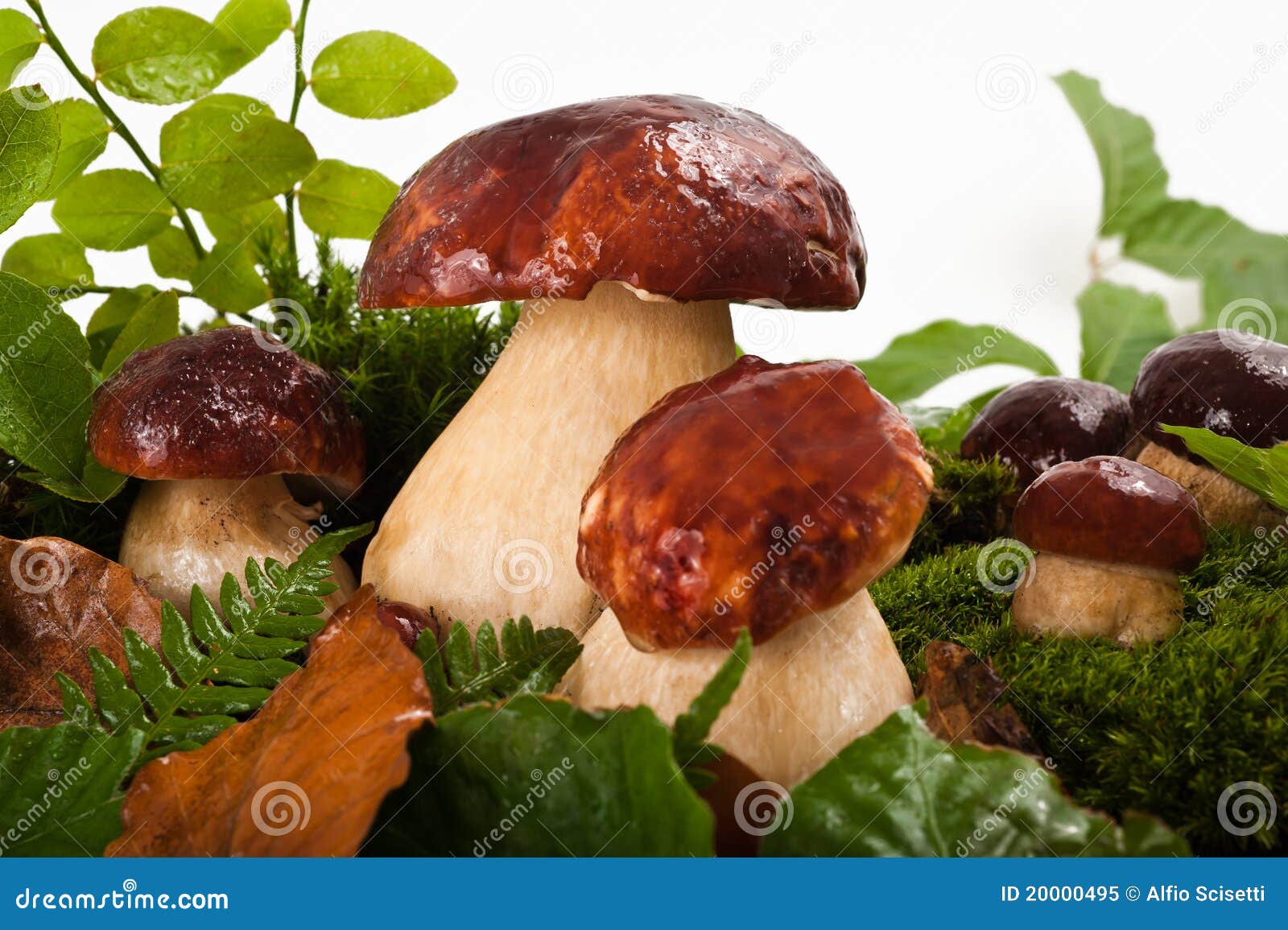 Pilze (Boletus essbar) stockbild. Bild von pilz, früchte - 20000495