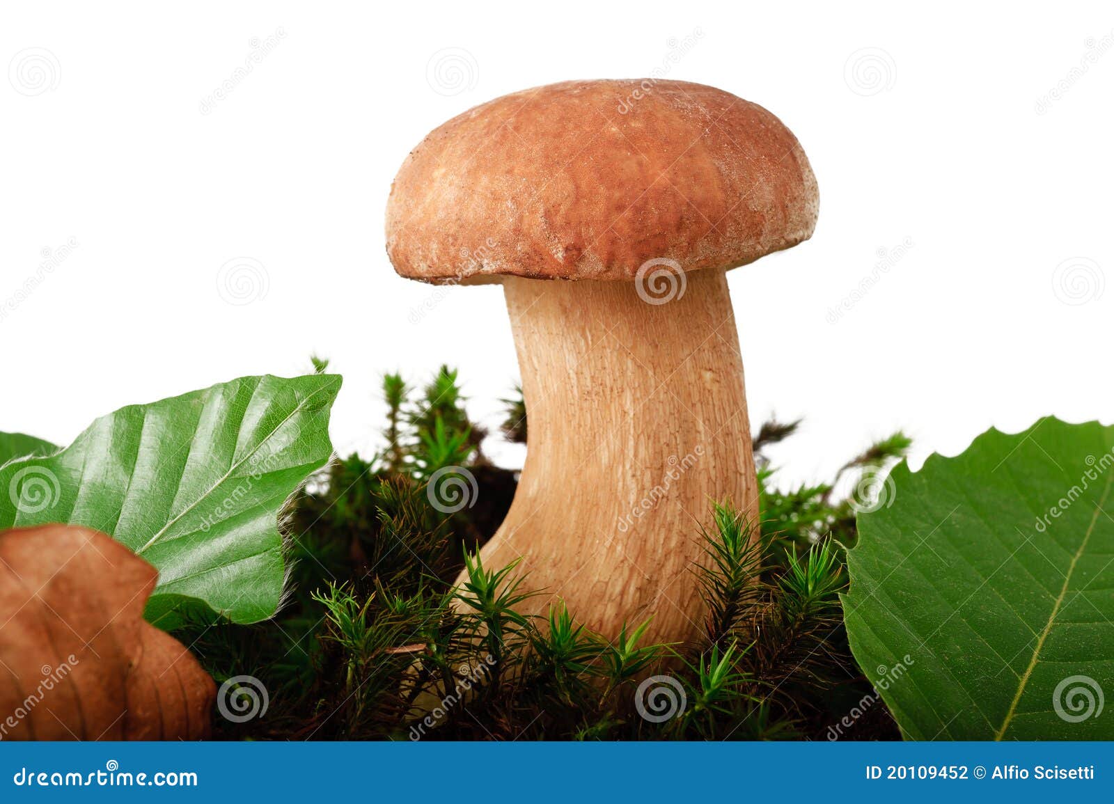 Pilze (Boletus essbar) stockfoto. Bild von sporen, pilz - 20109452