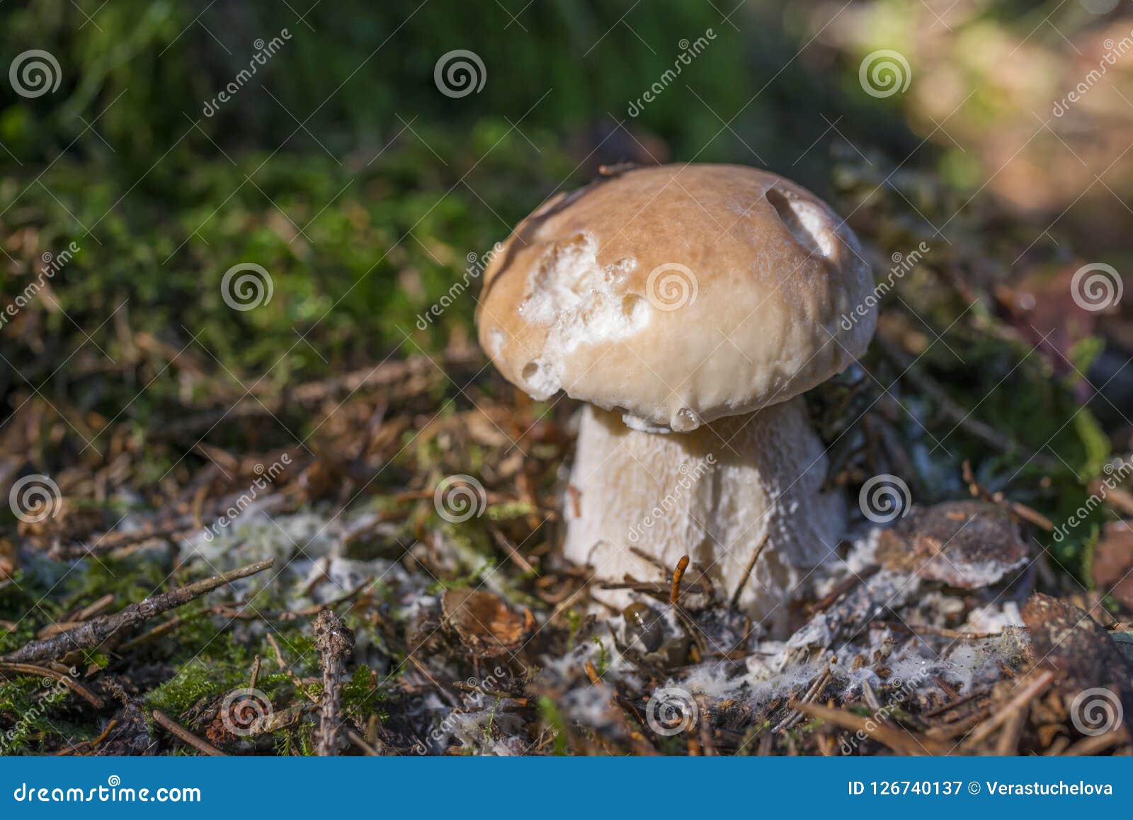Pilze - Boletus Essbar in Einem Wald Stockbild - Bild von frische, moos ...