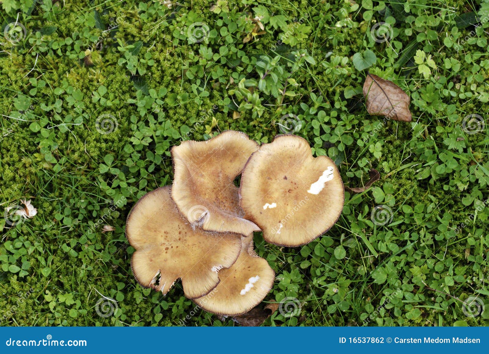 Pilze im Rasen stockfoto. Bild von gelb, horizontal, braun - 16537862