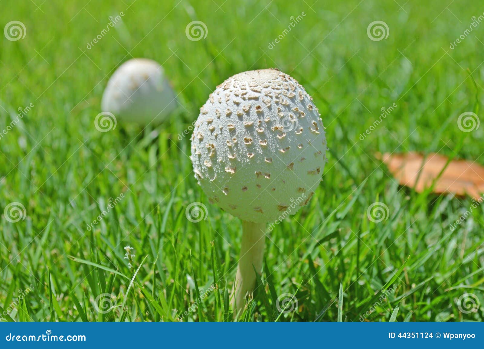 Pilze im Rasen stockfoto. Bild von frech, rasen, spore - 44351124