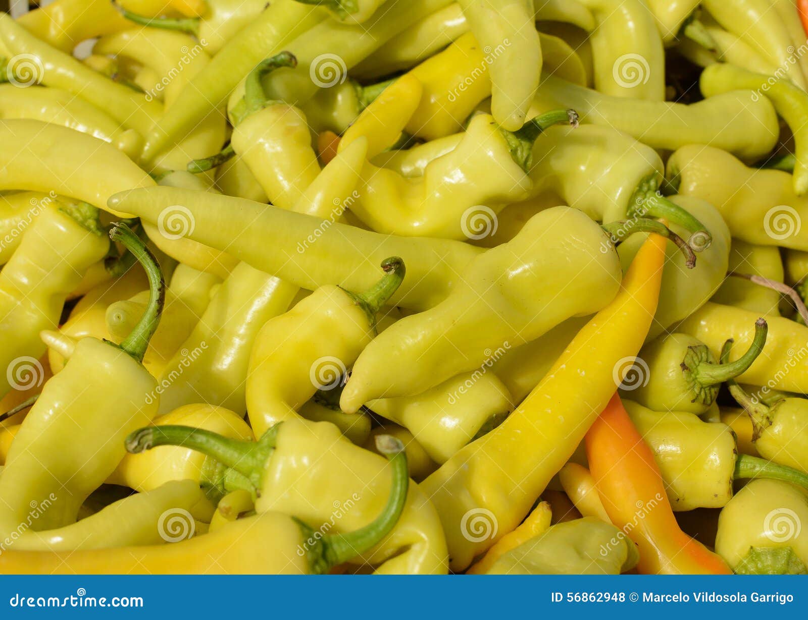 Pimentão verde chileno foto de stock. Imagem de lote - 56862948