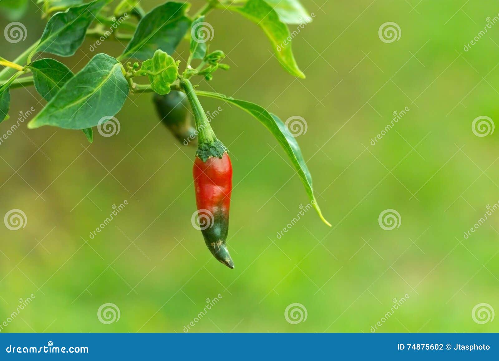 Piment rouge sur l'arbre photo stock. Image du agriculture - 74875602