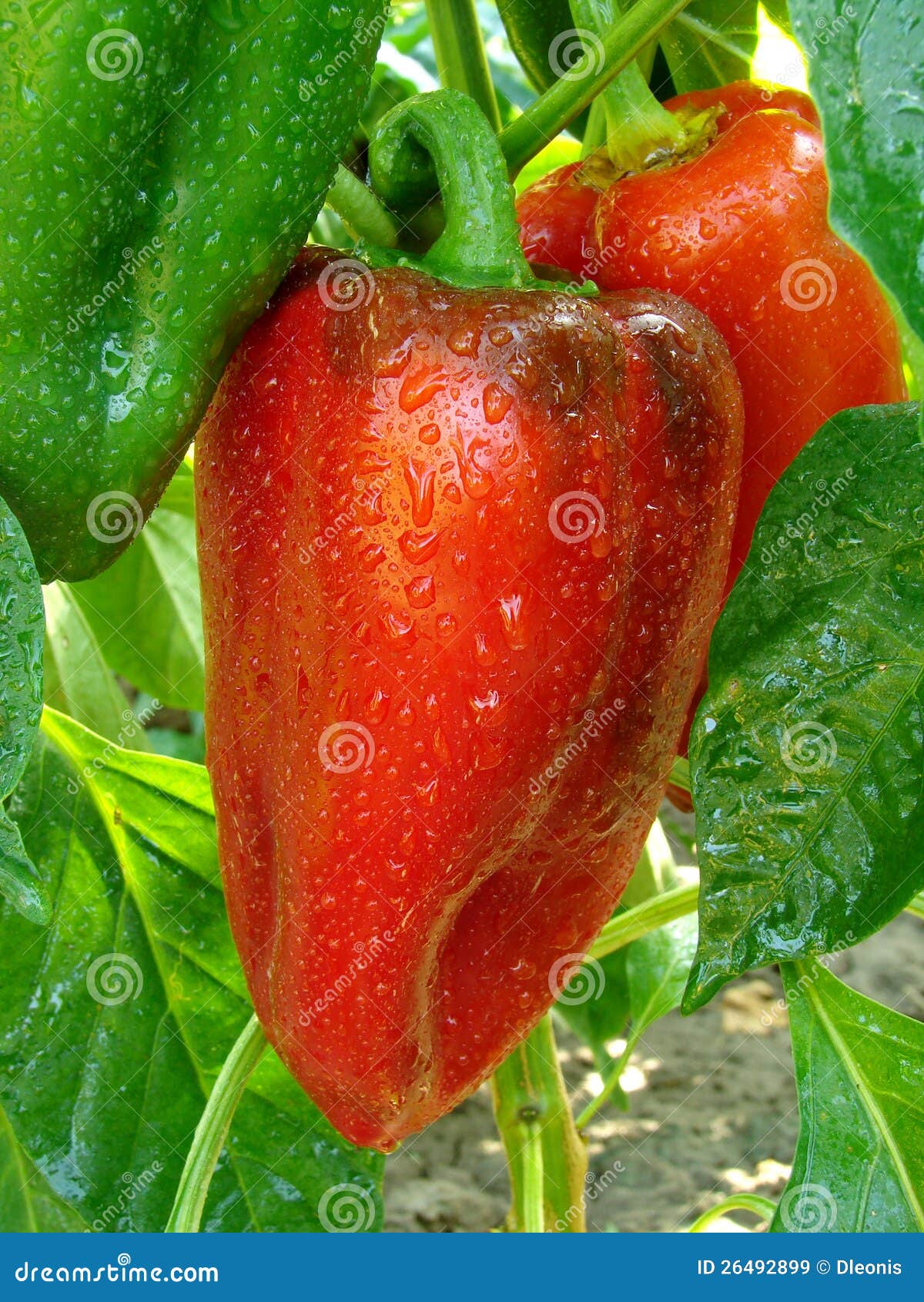 Pimenta doce imagem de stock. Imagem de gotas, amadurecimento - 26492899