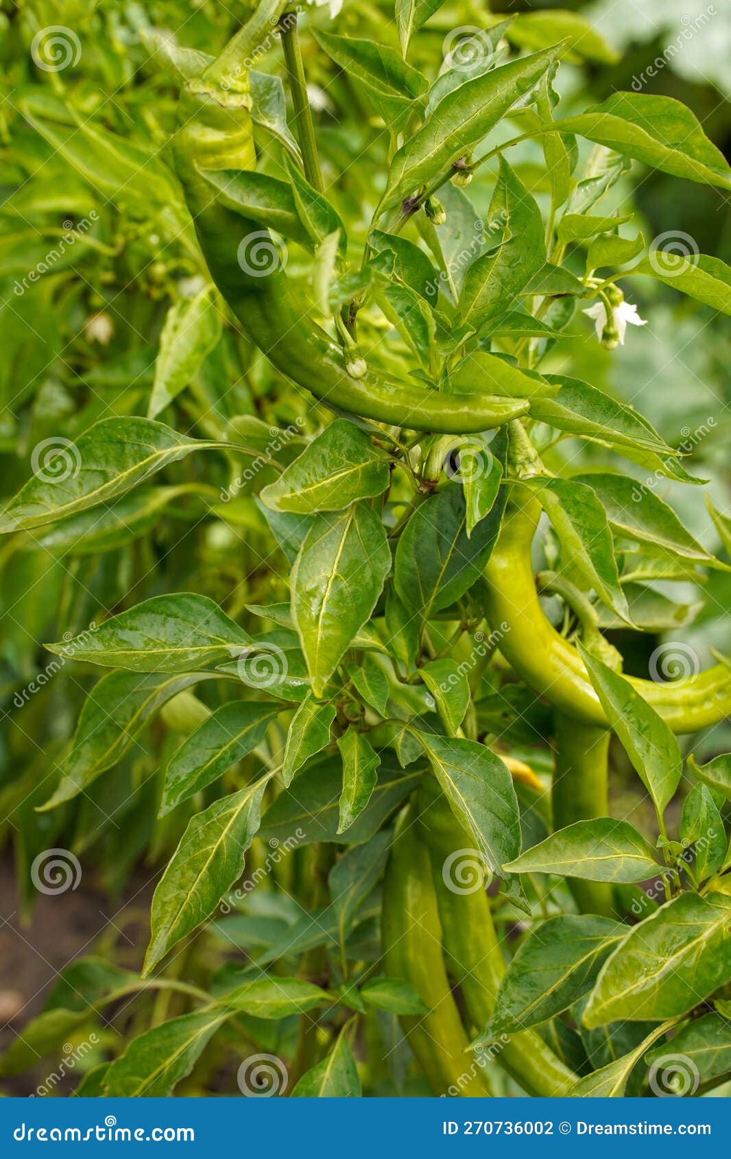 Pimenta-pimenta-pimenta-quente, Armadura De Pimenta-verde. Foto de ...