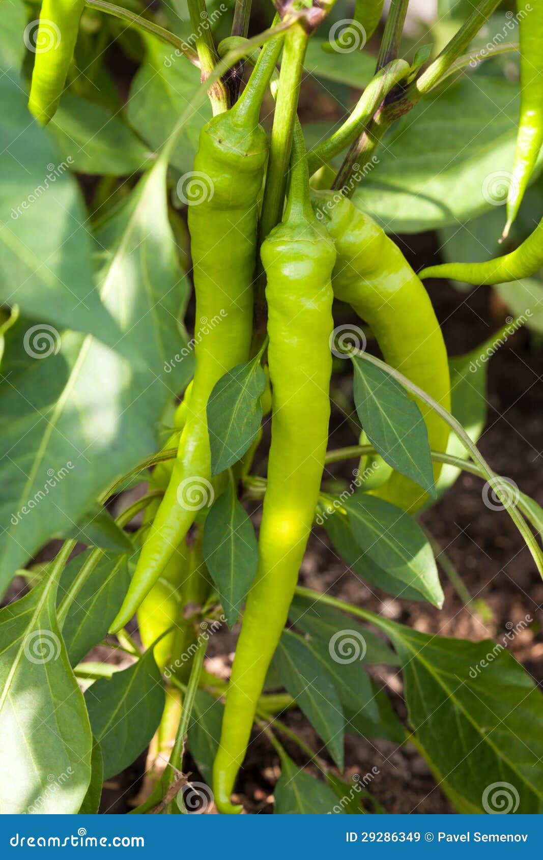 Pimenta verde imagem de stock. Imagem de cozinhar, comer - 29286349