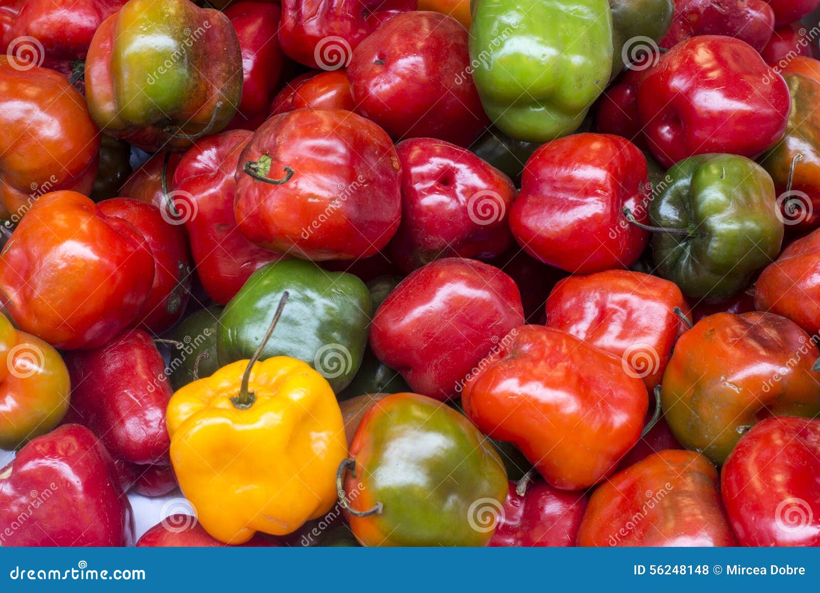Pimenta Vermelha, Verde E Amarela Do Rocoto De Peru Foto de Stock ...