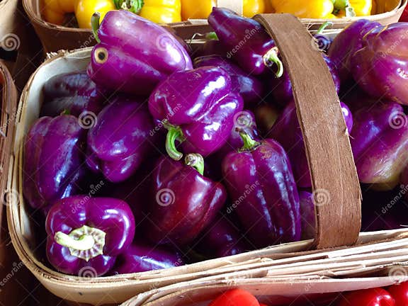 Pimentas roxas imagem de stock. Imagem de roxo, pimentas - 59548541