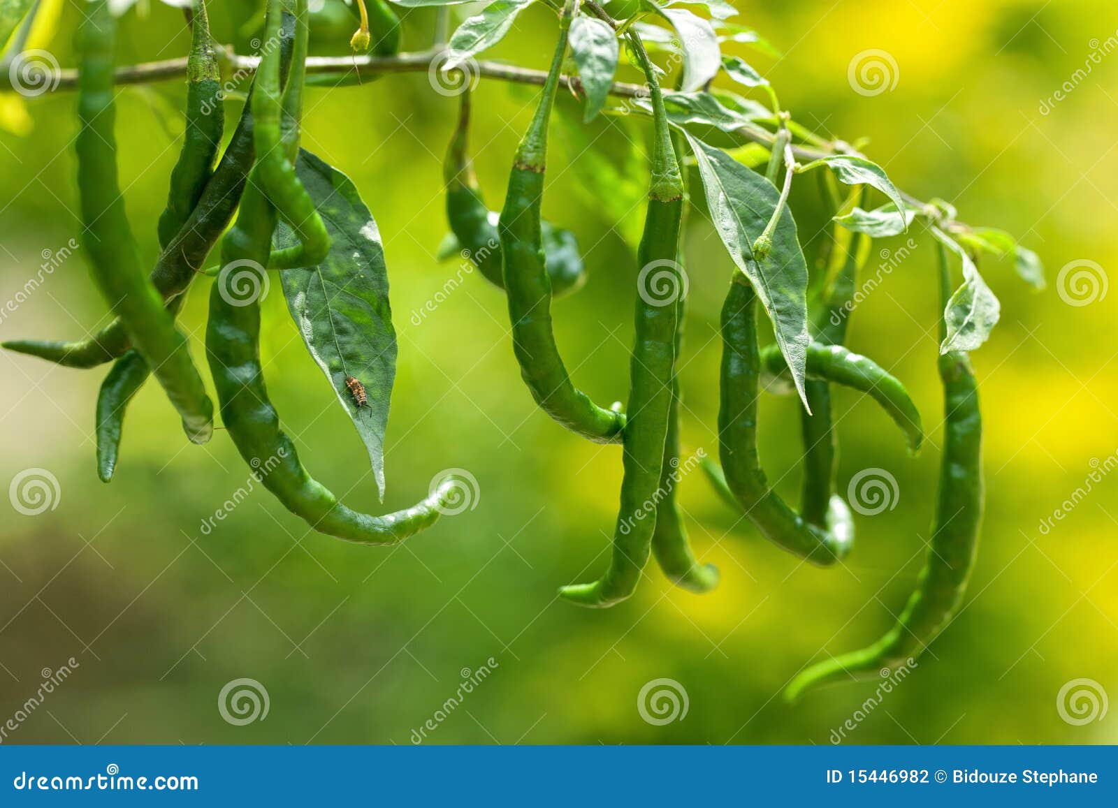 Pimento verde fresco foto de stock. Imagem de agricultura - 15446982
