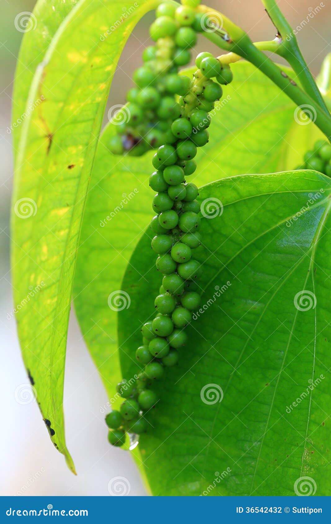 Pimento verde fresco foto de stock. Imagem de pilha, verde - 36542432