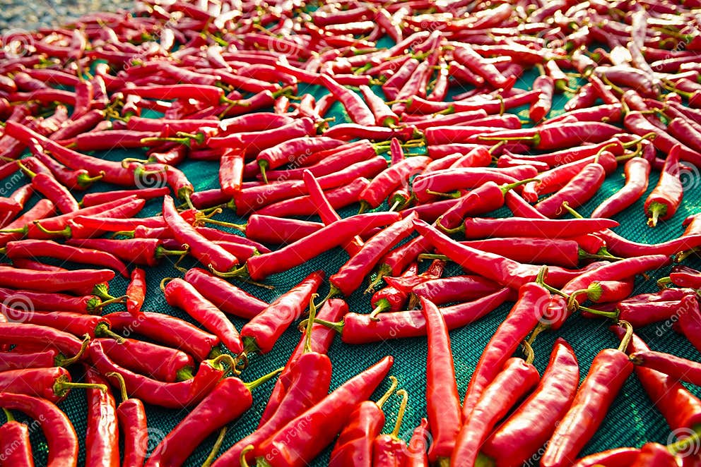 Piments rouges photo stock. Image du poivron, ingrédients - 58644432
