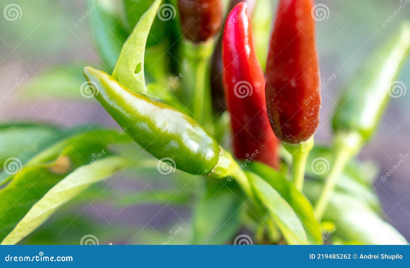 Piments Rouges Dans Le Potager. Photo stock - Image du épice, poivre ...