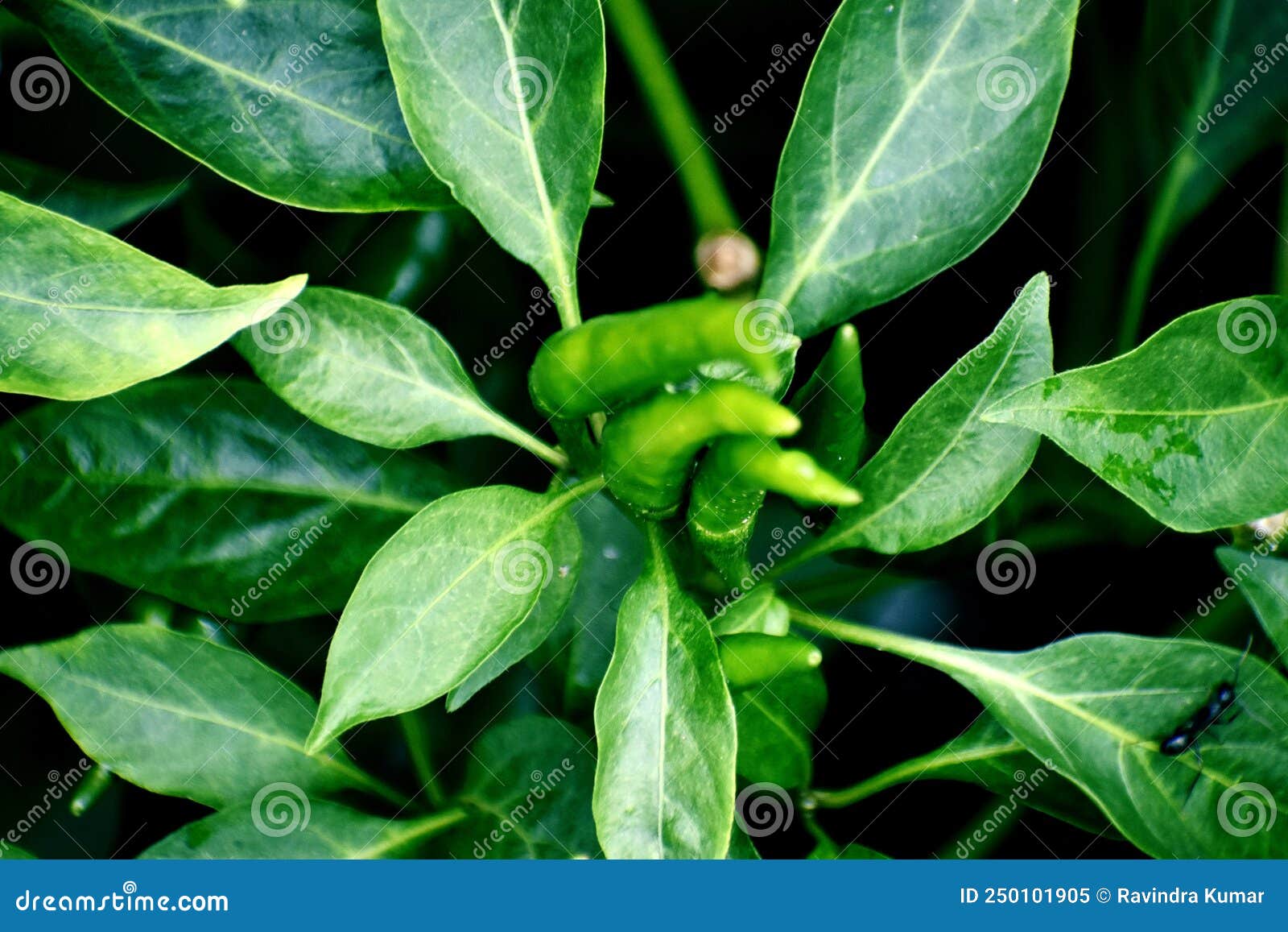 Piments Verts Et Ses Plantes. Image stock - Image du vert, fruits ...