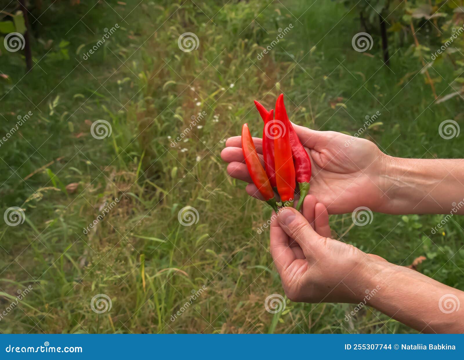 Pimientos De Chile Rojo En Manos. Cosecha De Chile Rojo Foto de archivo ...