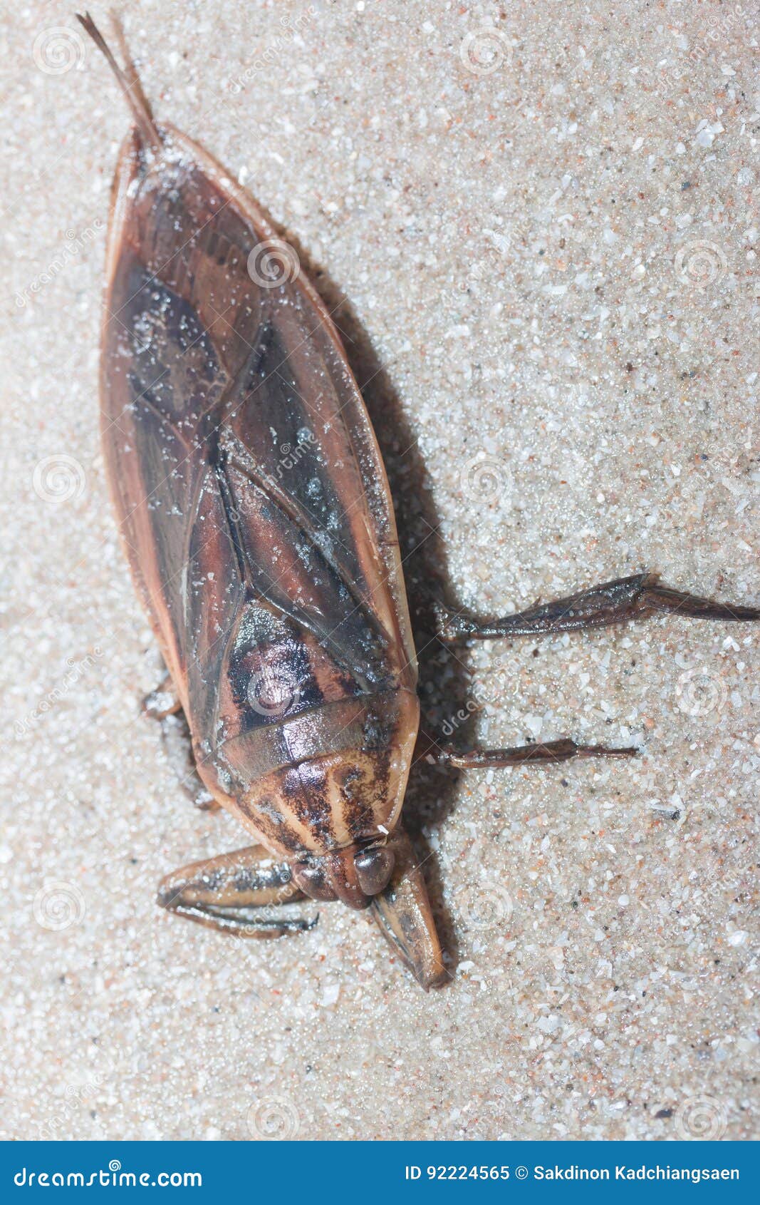 Pimp male insect stock image. Image of insect, bully - 92224565