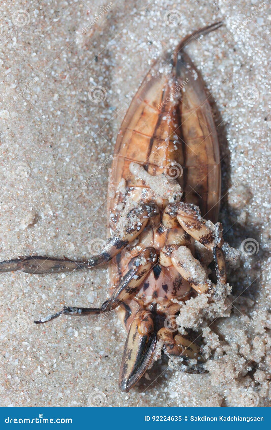 Pimp male insect stock image. Image of organism, invertebrate - 92224635