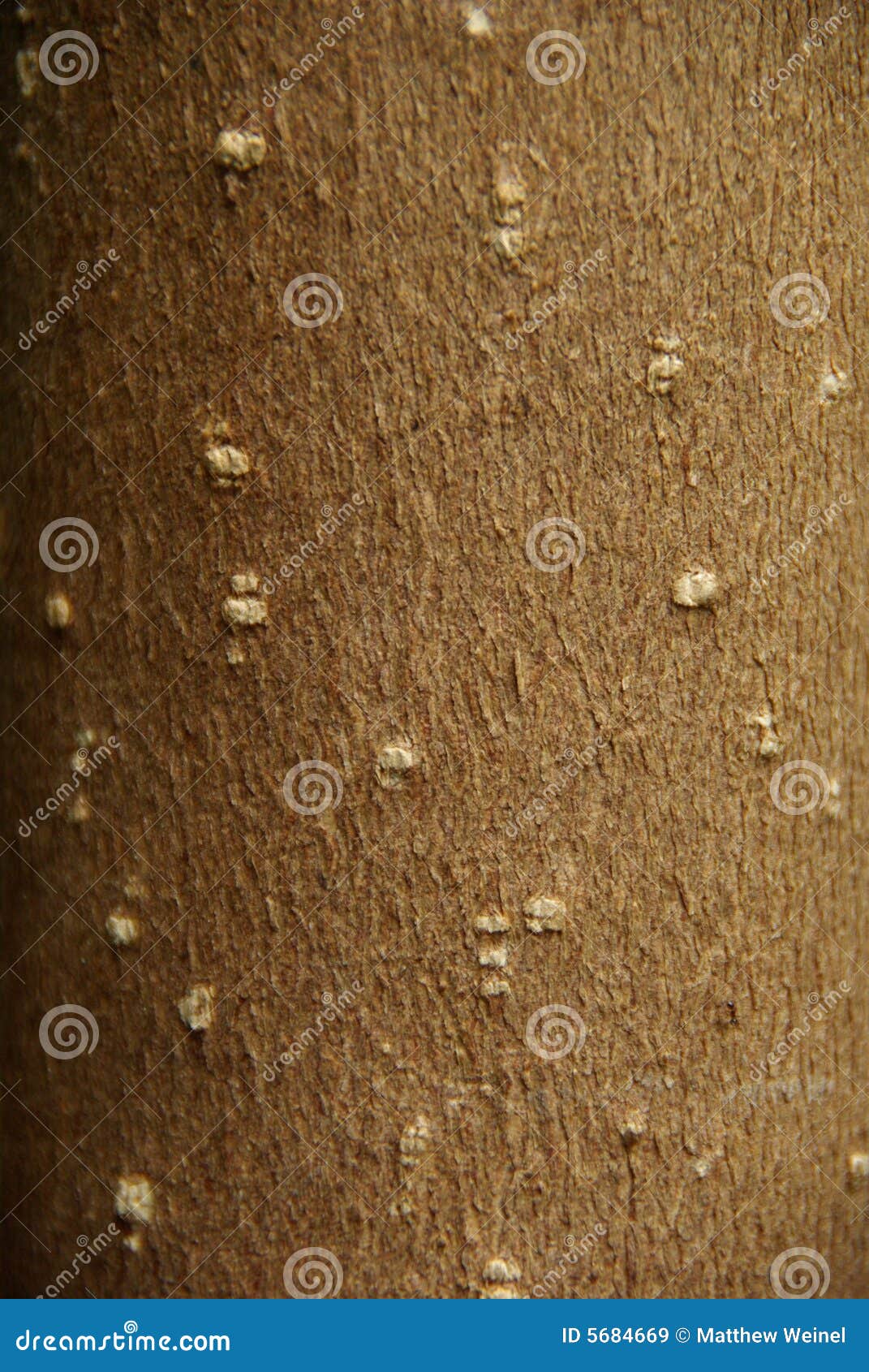 Pimply Bark Texture stock image. Image of environmental - 5684669