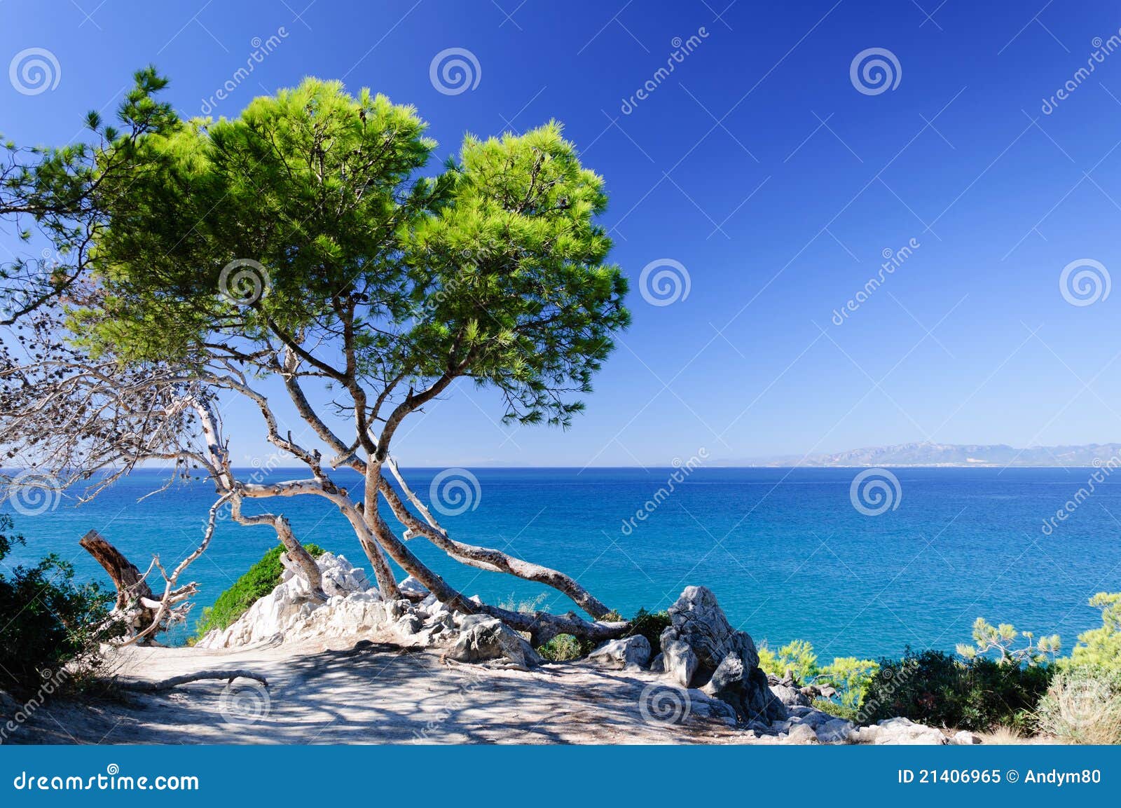 Pin au bord de la mer image stock. Image du horizontal - 21406965