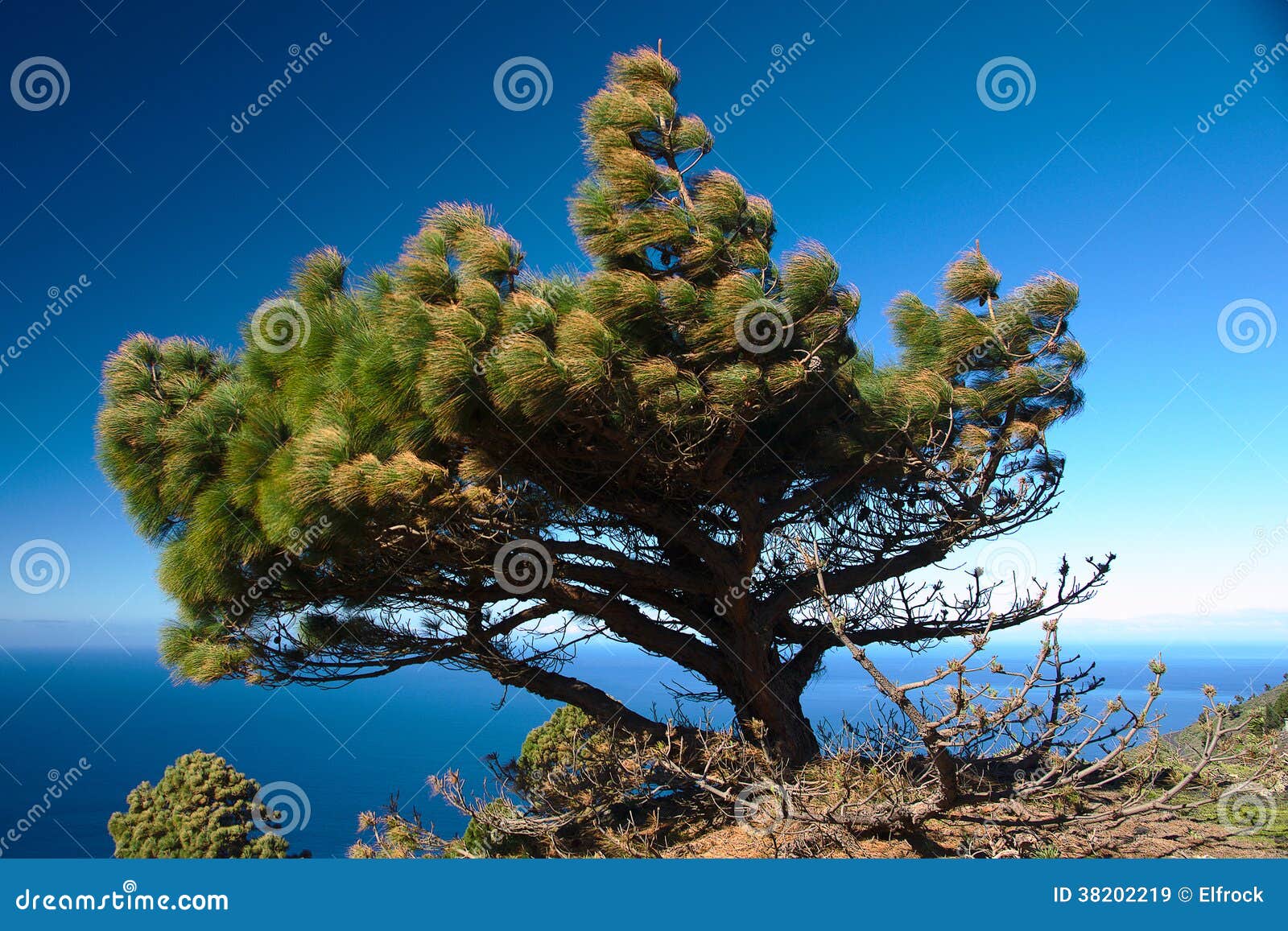 Pin au bord de mer image stock. Image du bleu, méditerranéen - 38202219