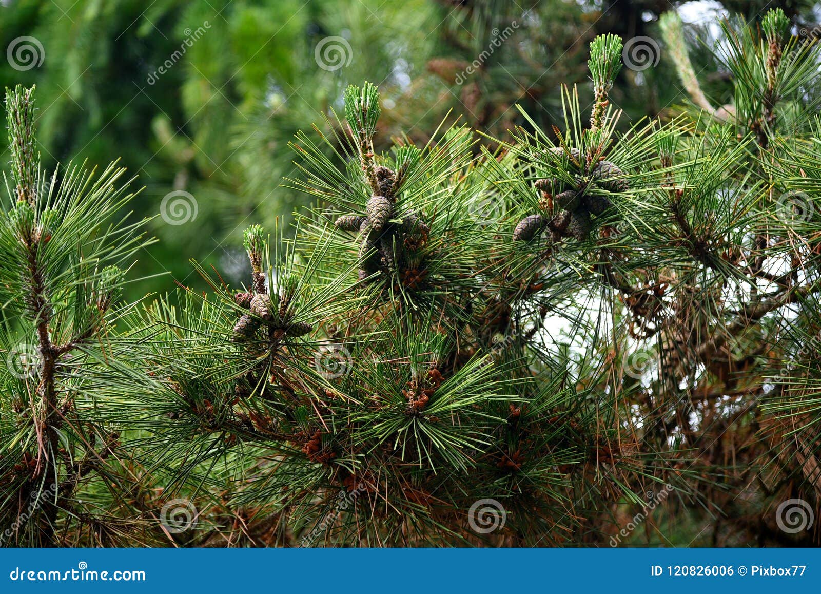 Pin Avec Le Pignon Sur L'arbre Photo stock - Image du cône, canada ...