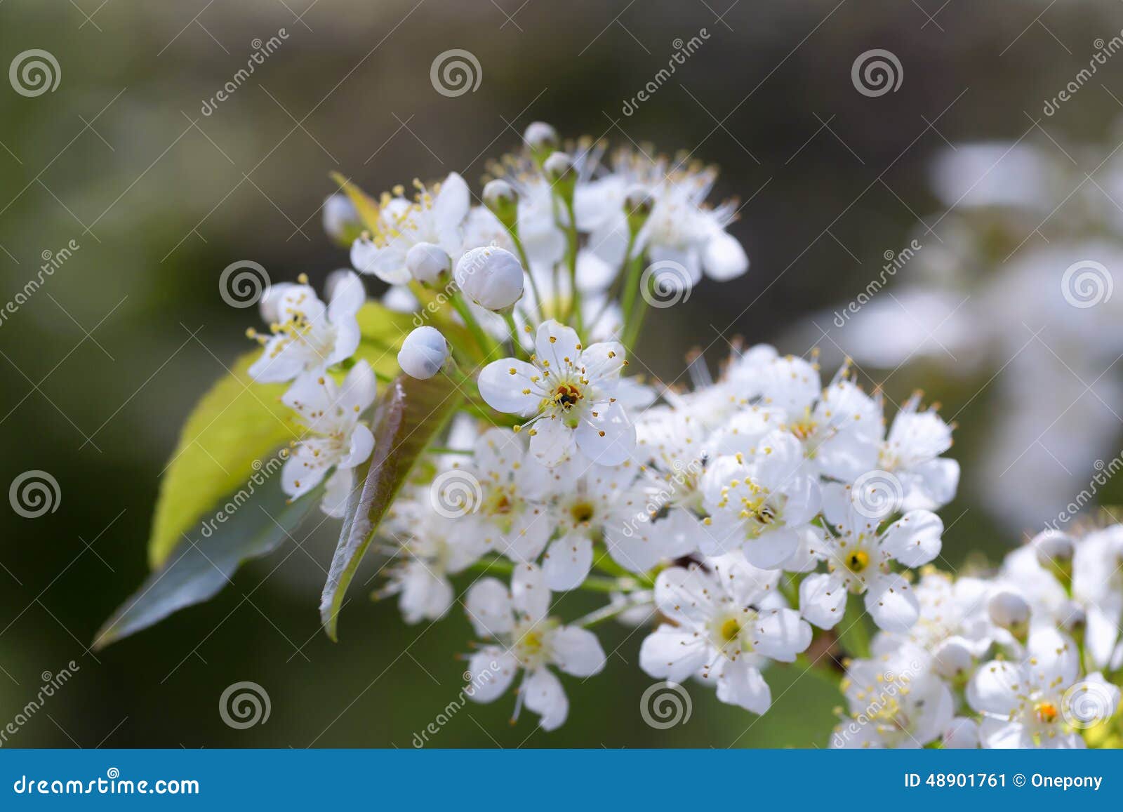 Pin Cherry Tree imagen de archivo. Imagen de bosque, salvaje - 48901761