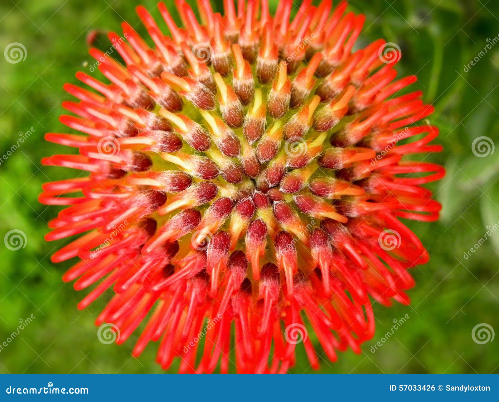 Pin Cushion protea 7 stock photo. Image of fynbos, stamens - 57033426