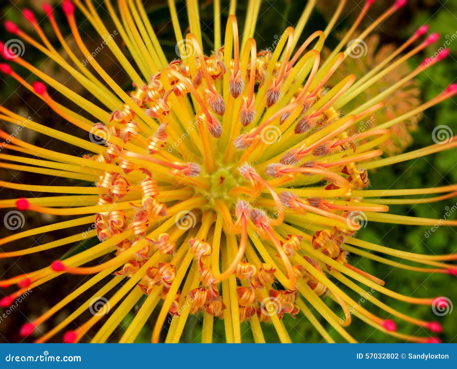Pin Cushion Protea 5 stock photo. Image of flowers, southern - 57032802