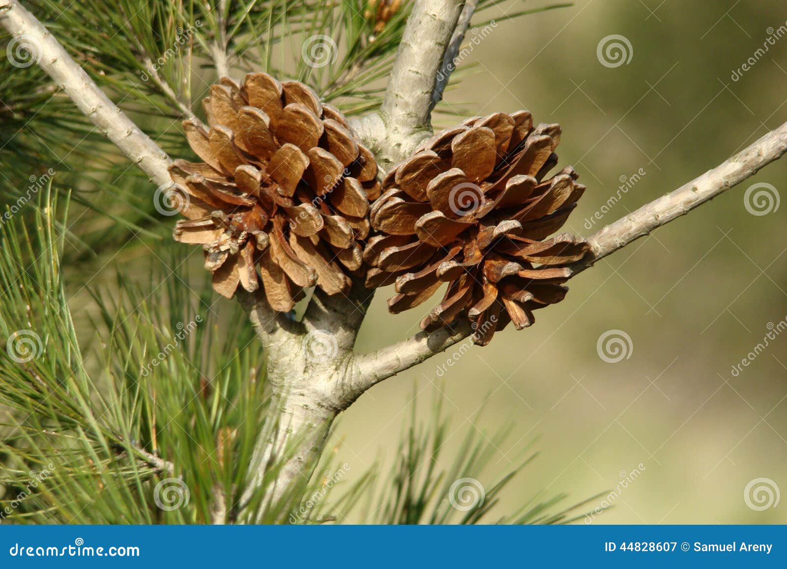 Pin d'Alep image stock. Image du lame, forêt, extérieur - 44828607