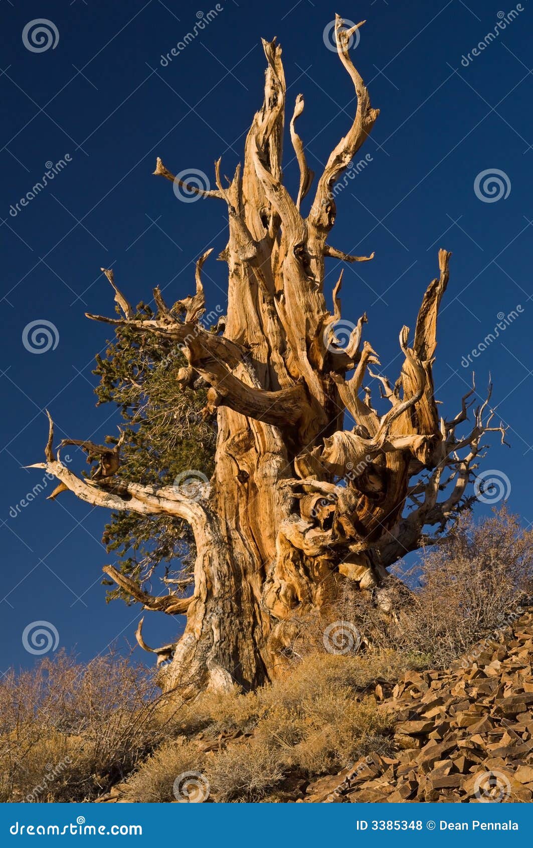 Pin de Bristlecone photo stock. Image du californie, blanc - 3385348
