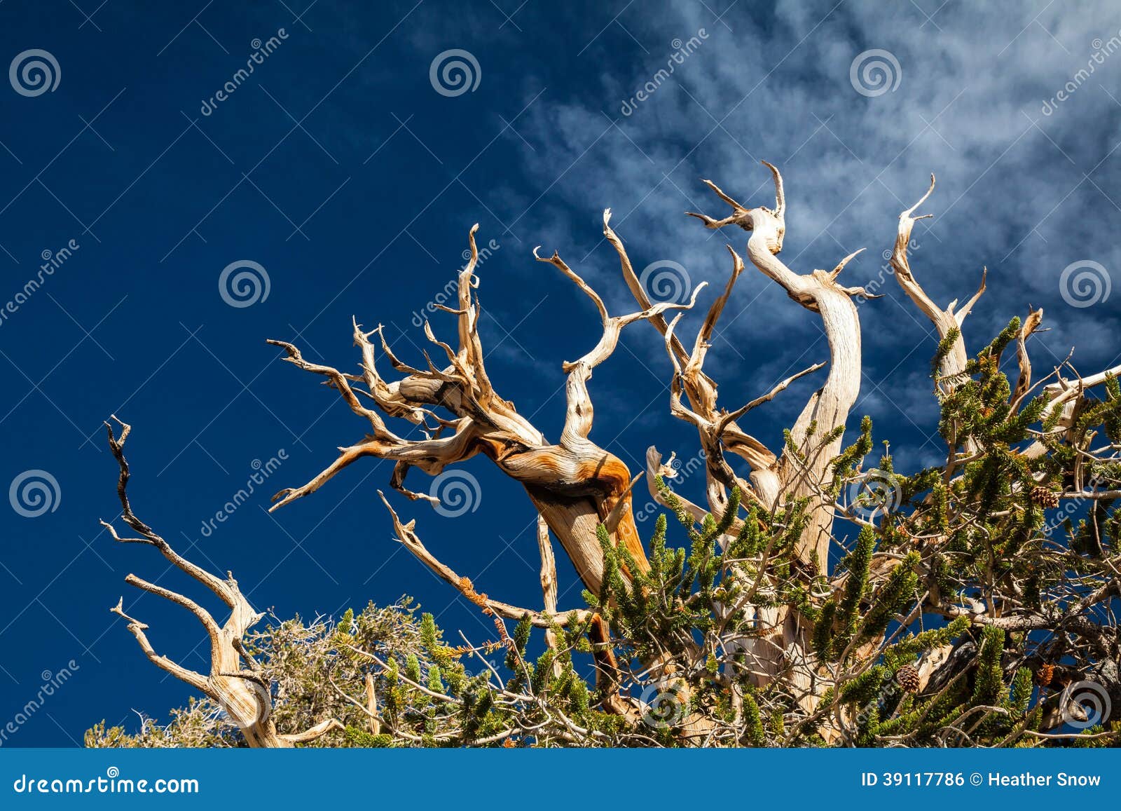 Pin de Bristlecone photo stock. Image du conifére, silhouette - 39117786